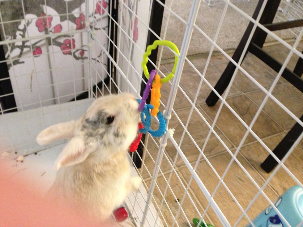 How to make homemade rabbit toys for when you are away - B+C Guides