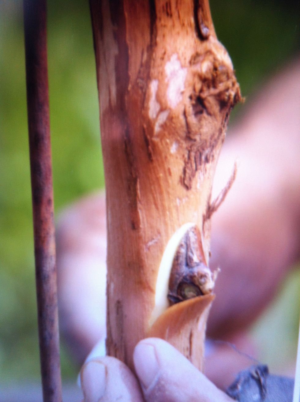 How to "bud over" grape vines - B+C Guides