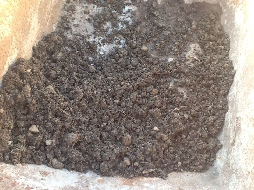 How to make seed balls - B+C Guides