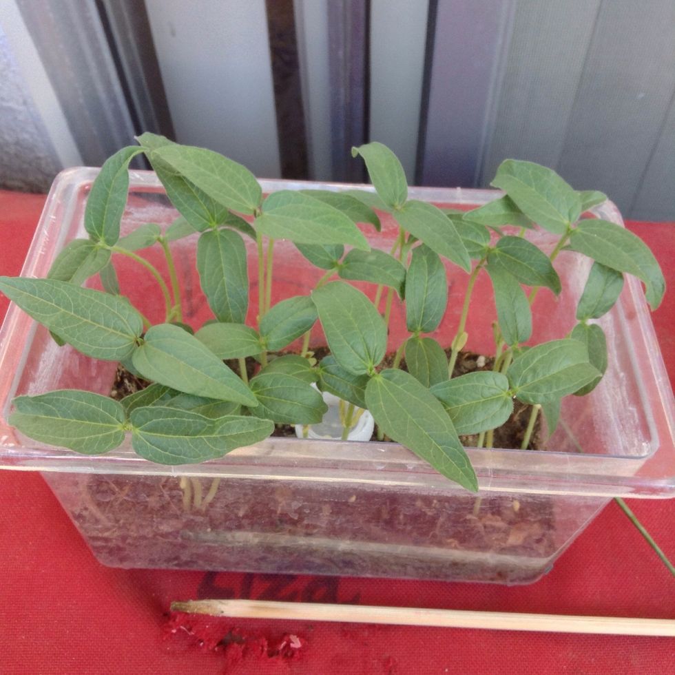 How to plant mung beans - B+C Guides