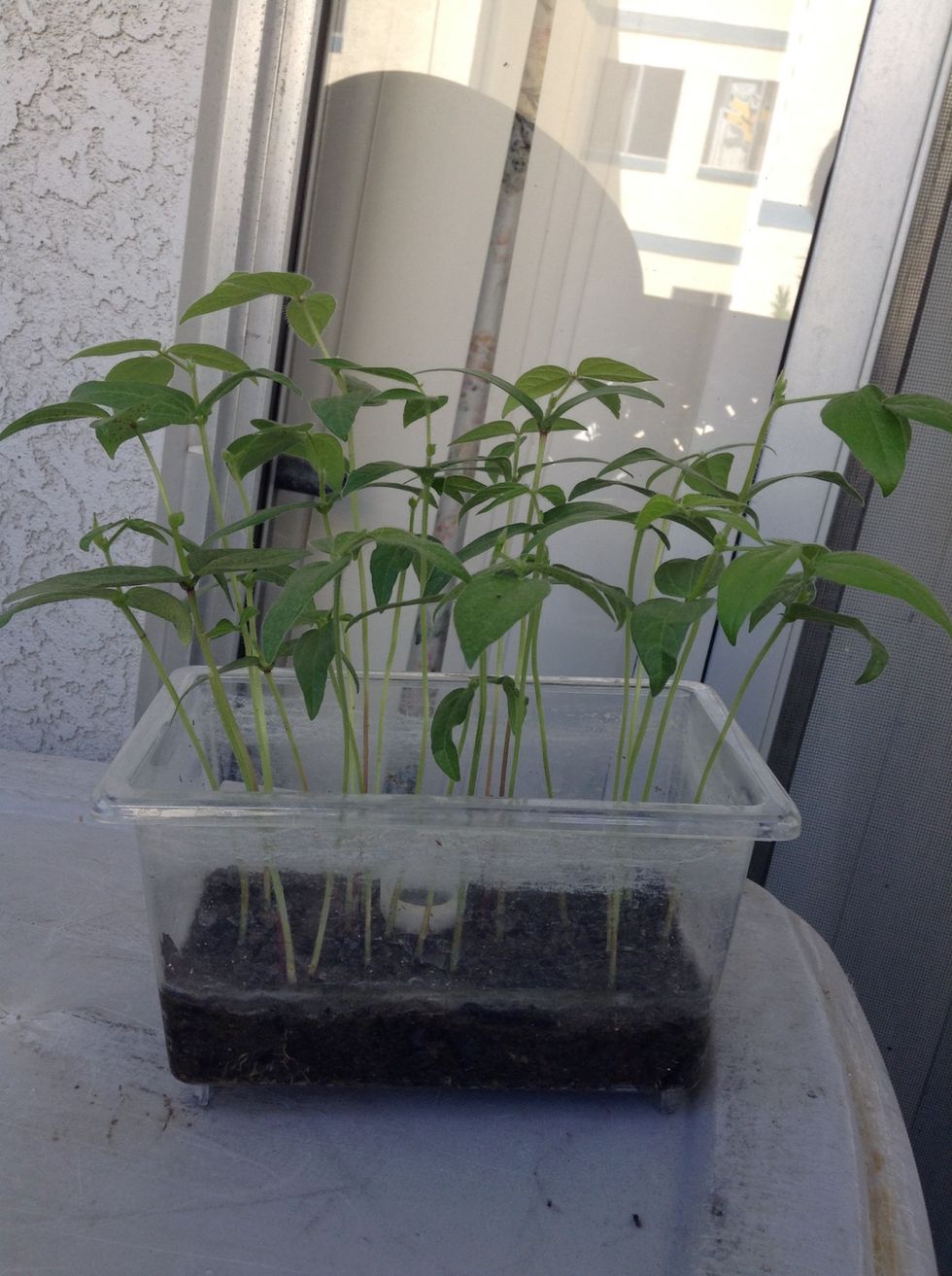 How to plant mung beans - B+C Guides