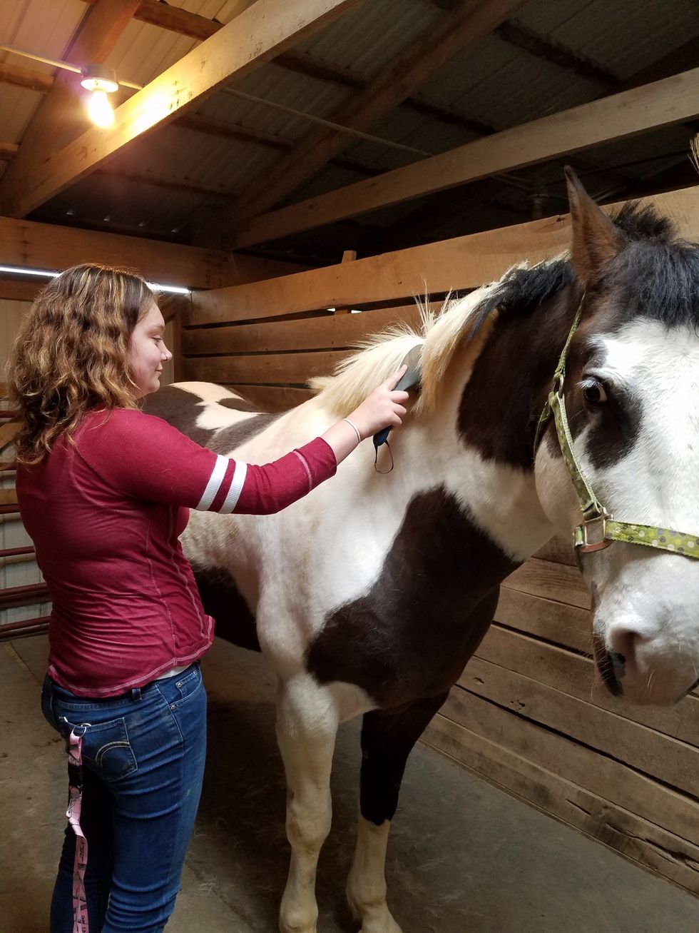 How to groom your horse - B+C Guides