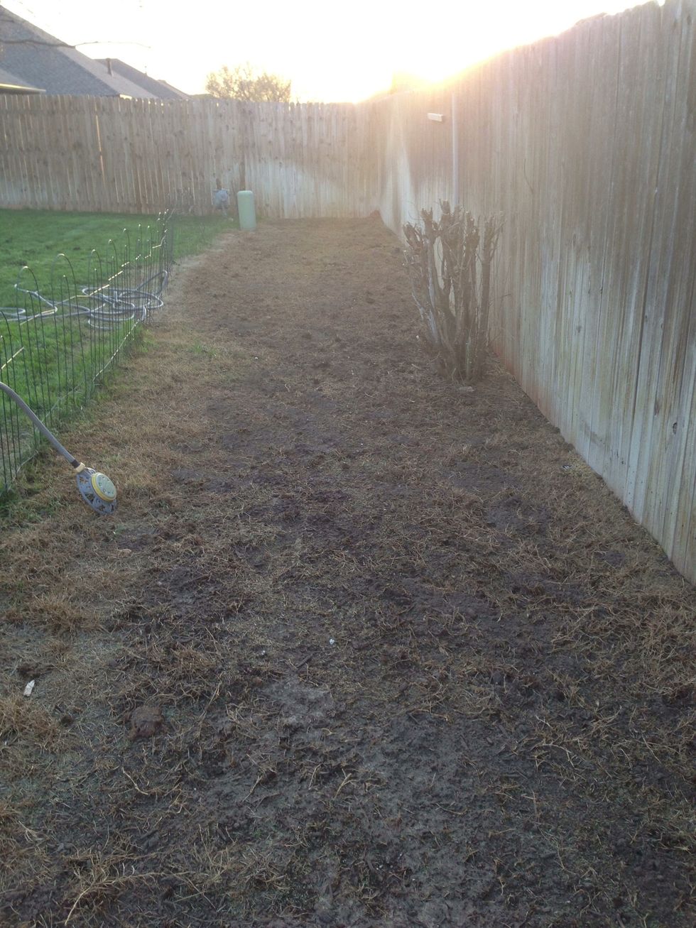 How to plant fescue grass seed - B+C Guides