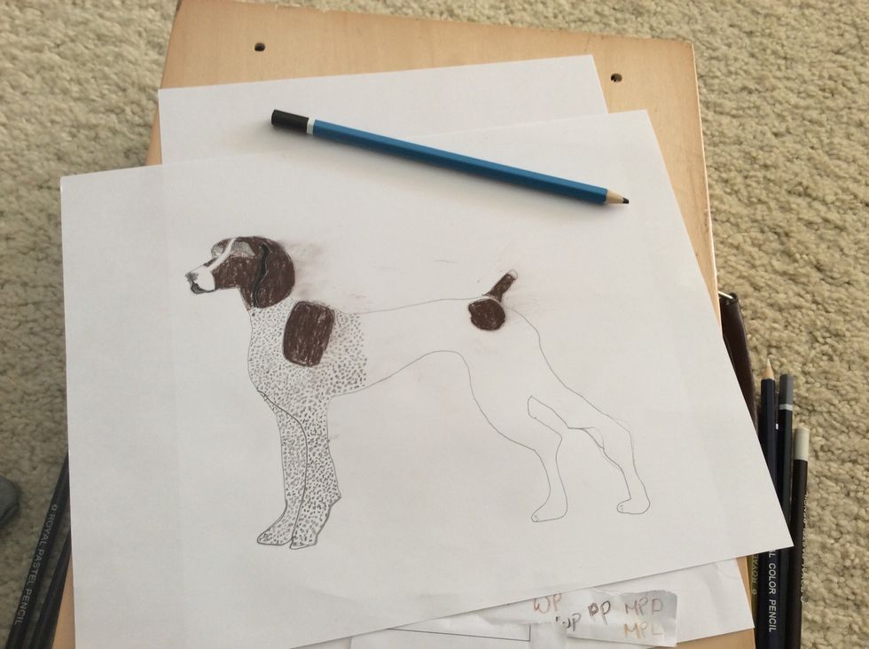 How to draw a german shorthair pointer - B+C Guides