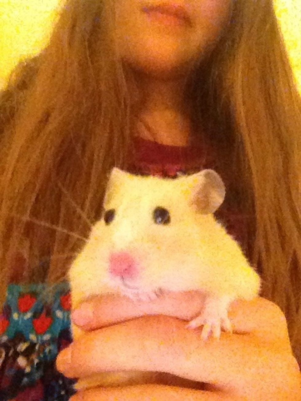 How to handle a hamster - B+C Guides