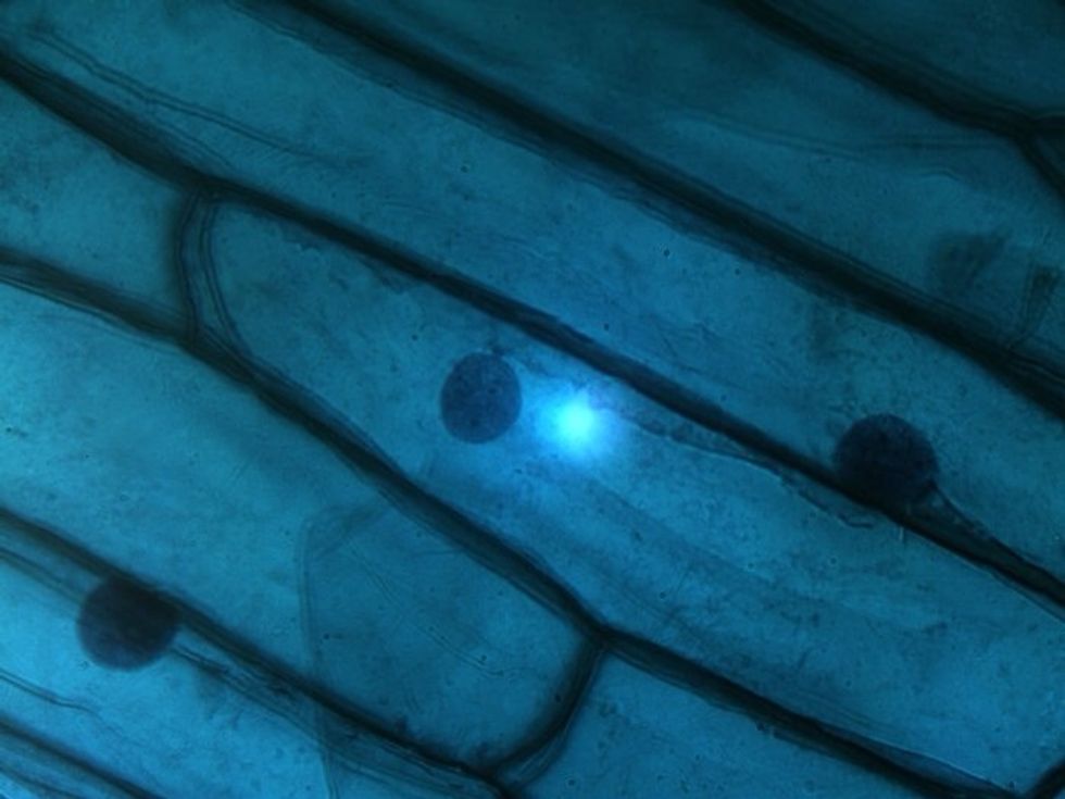 How to research skin cells - B+C Guides