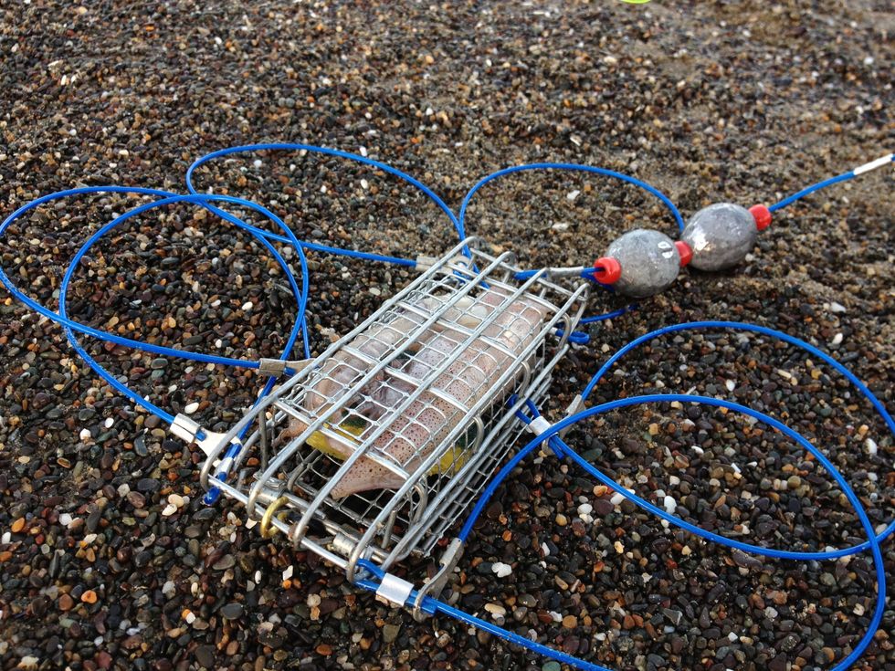 How to catch dungeness crabs - B+C Guides