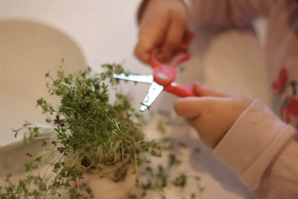 How to grow cress - B+C Guides