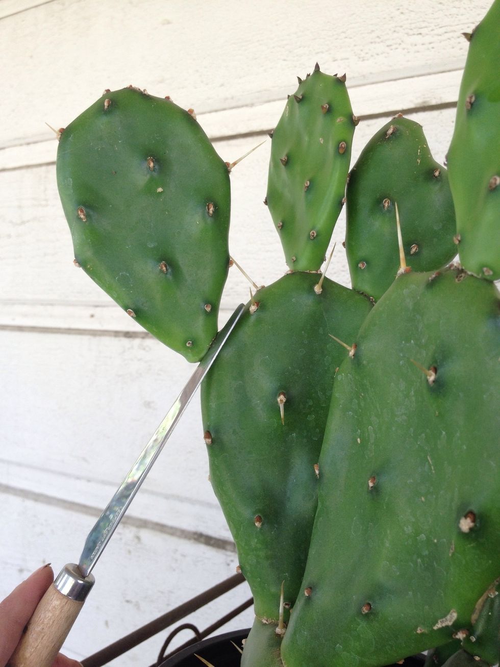 How to propagate cactus and succulent cuttings - B+C Guides How to propagate cactus and succulent cuttings - B+C Guides