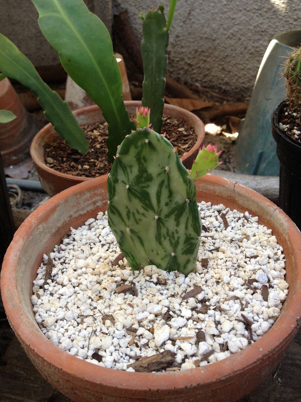 How to propagate cactus and succulent cuttings - B+C Guides