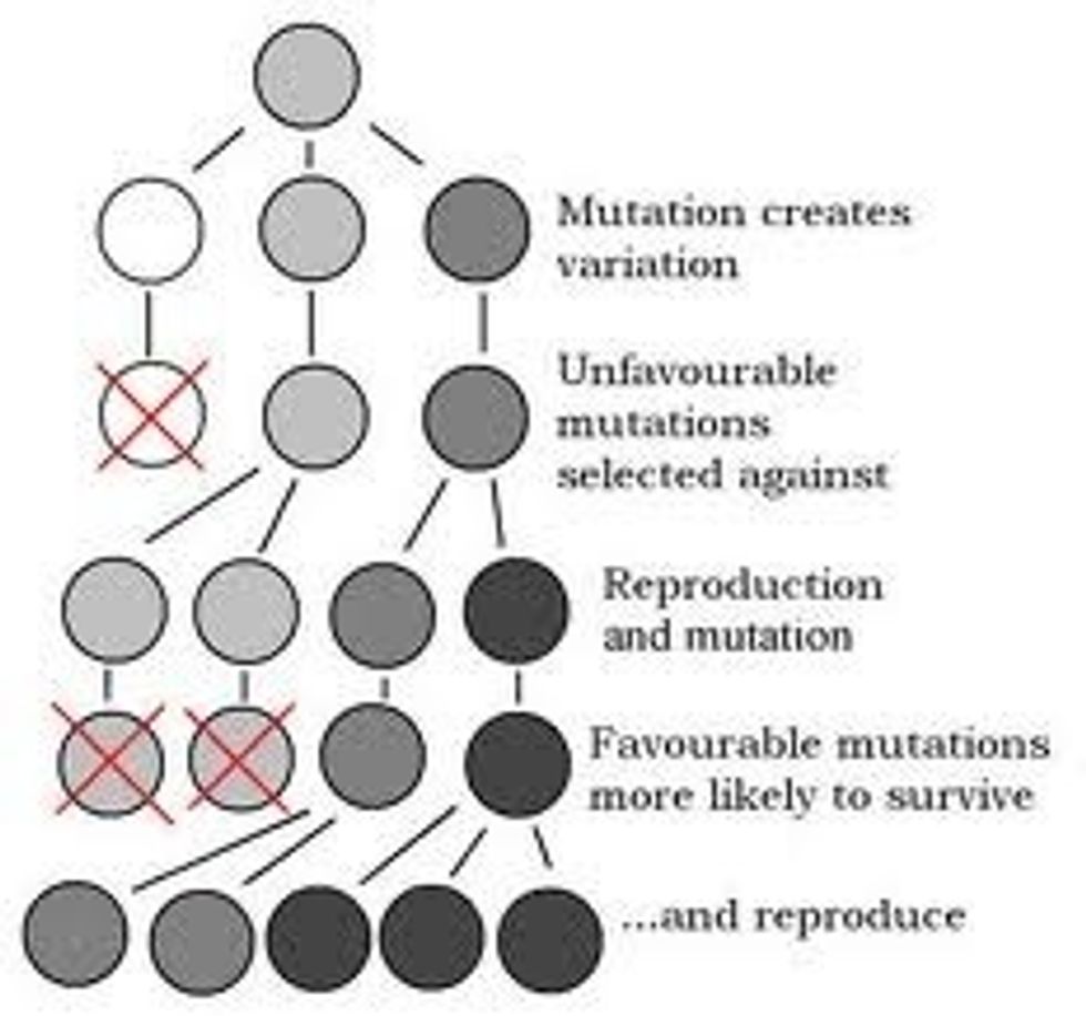 How to understand evolution (natural selection) - B+C Guides