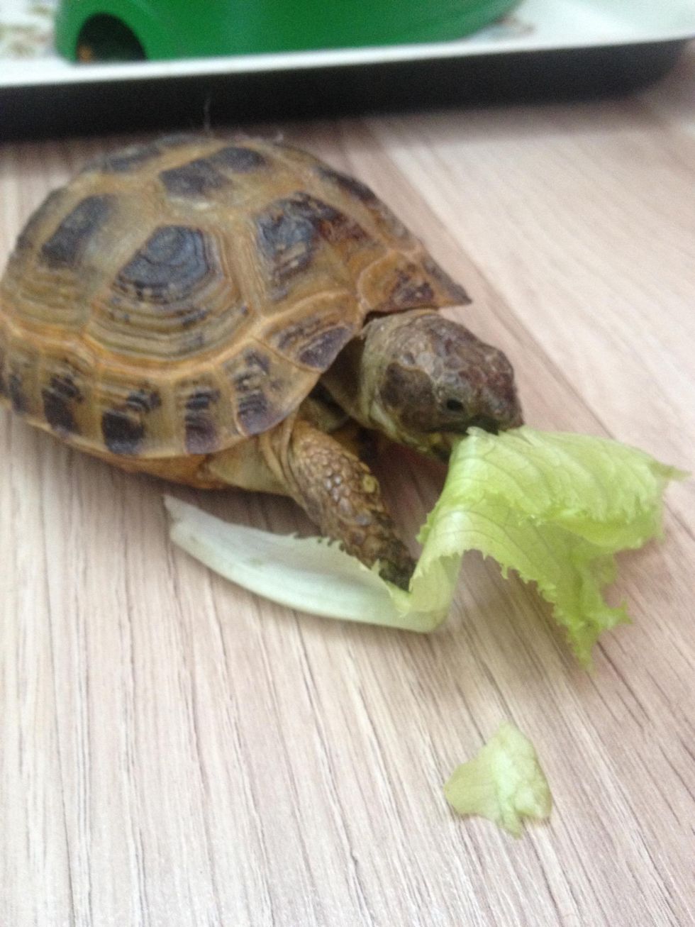 How to give food for turtle - B+C Guides