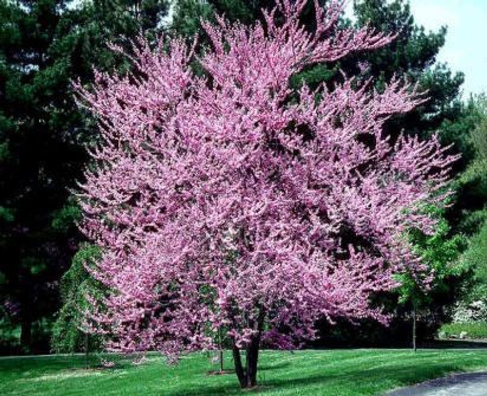 How to plant a texas redbud tree - B+C Guides
