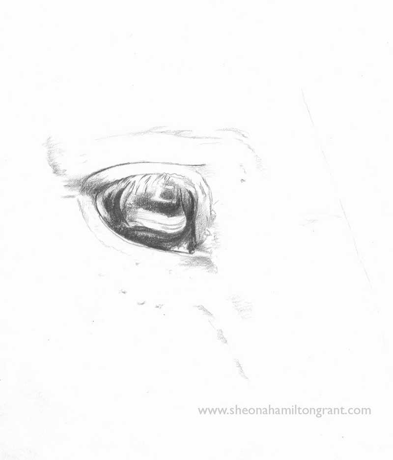 horse eye drawing reference