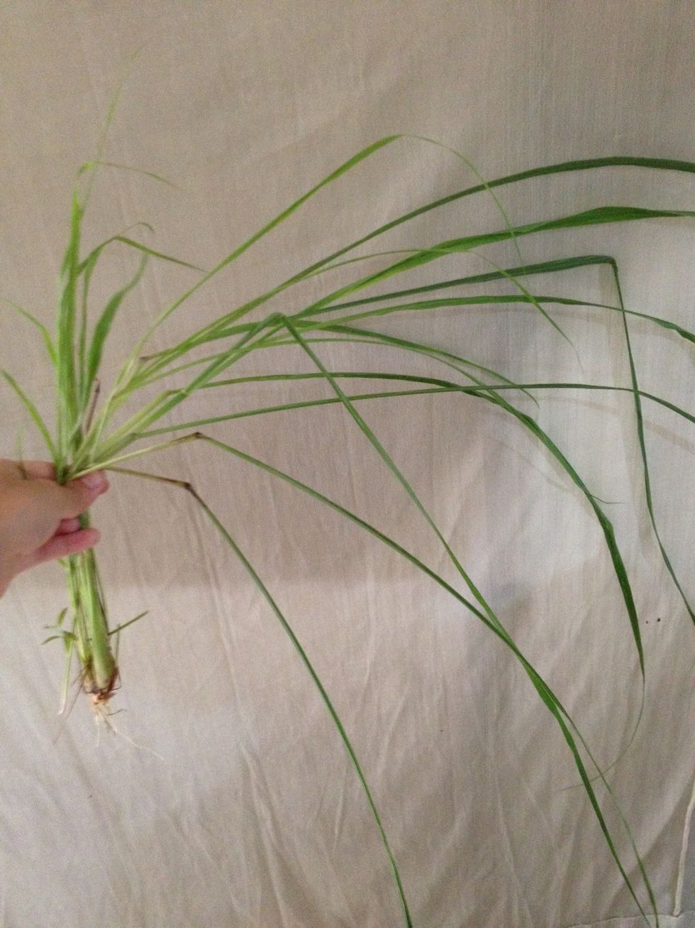 How to make ginger lemon grass tea - B+C Guides