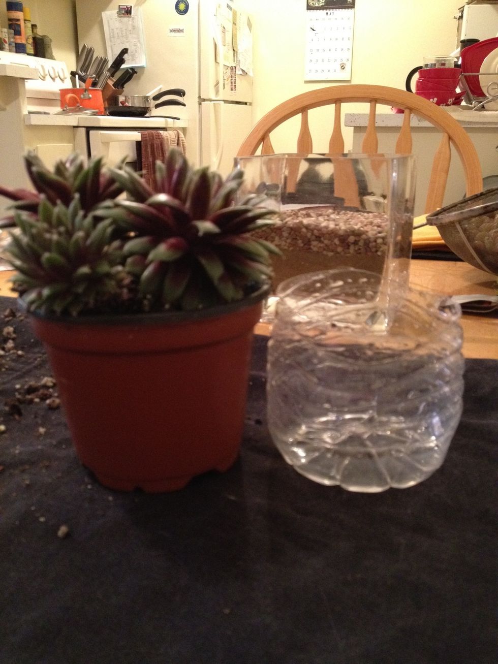 How to create a small succulent arrangement - B+C Guides