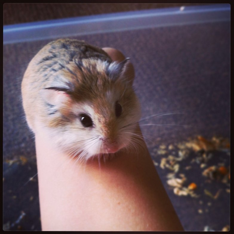Roborovski Dwarf Hamsters