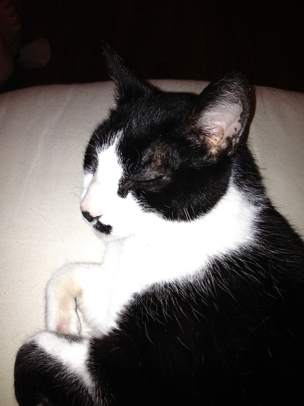 How to pet a cat - B+C Guides