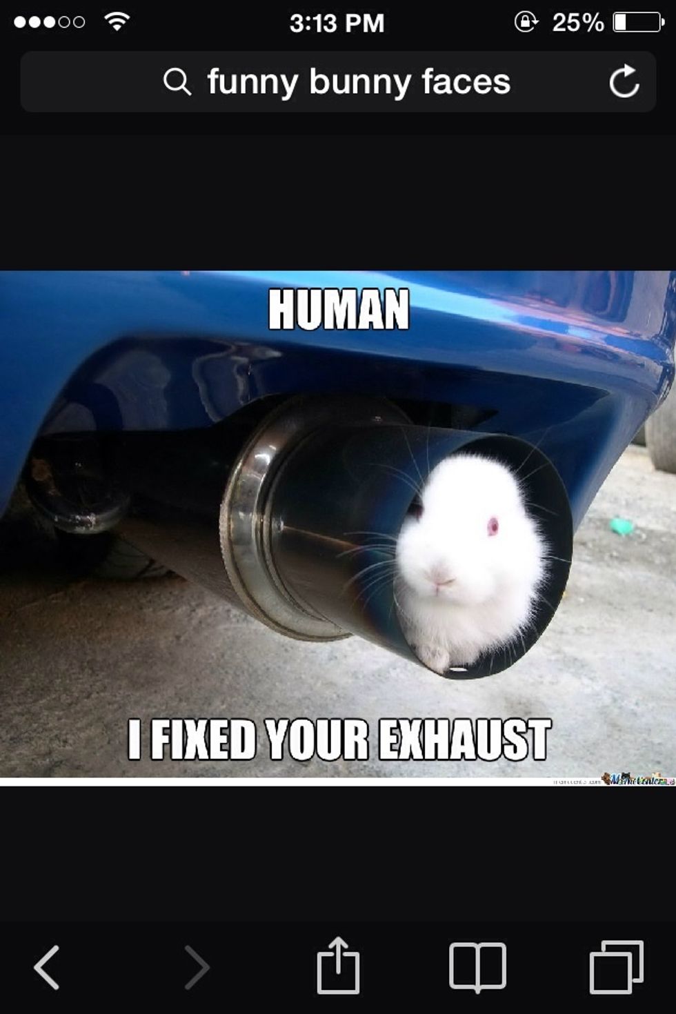 How to weird funny rabbits - B+C Guides