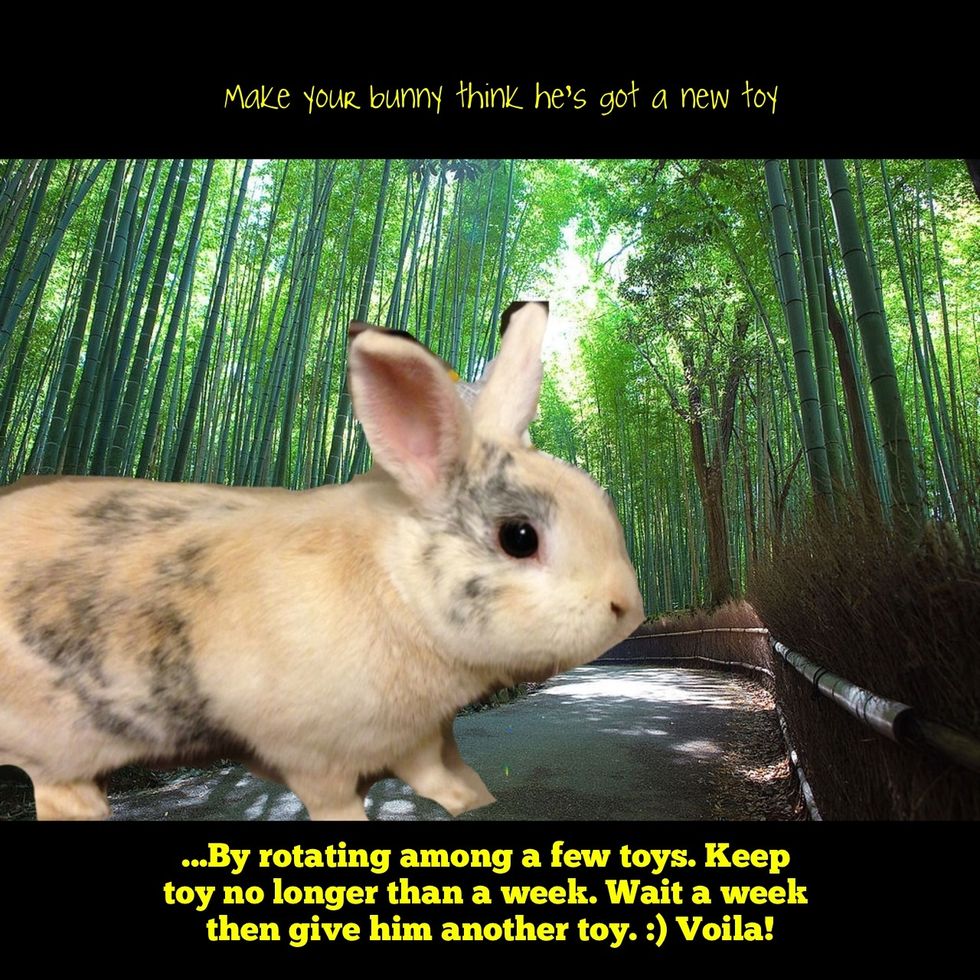 How to make homemade rabbit toys for when you are away - B+C Guides