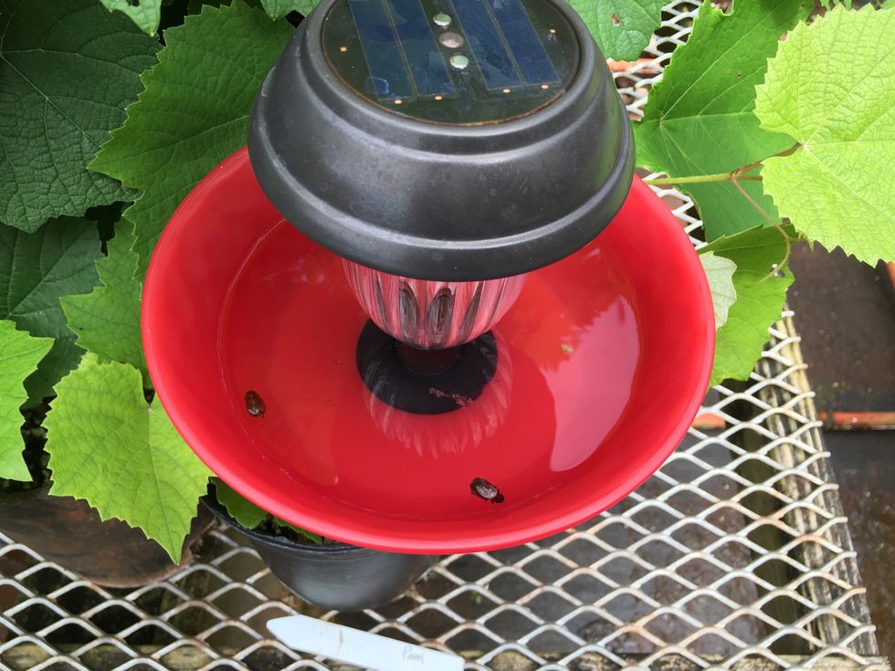 How to make a rose beetle trap - B+C Guides