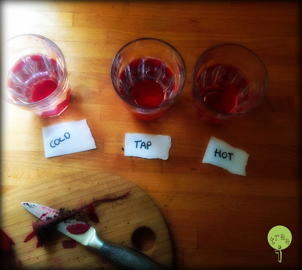 How to investigate colour loss in beetroot - B+C Guides