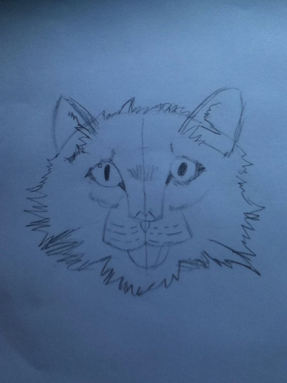 How to draw a realistic cat face - B+C Guides