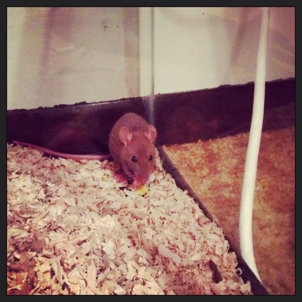 How to raise a pet rat and gain their trust - B+C Guides