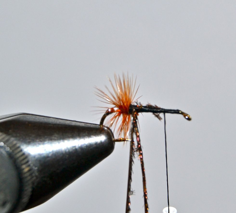 How to tie a renegade fly for fly fishing - B+C Guides