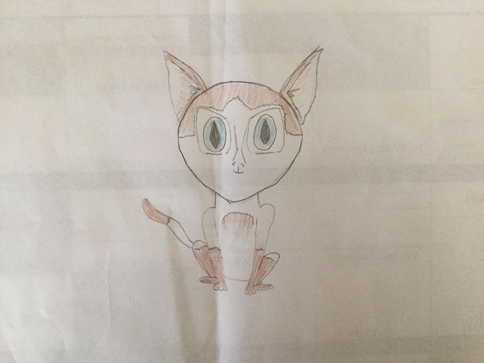 How to draw a siamese cat - B+C Guides