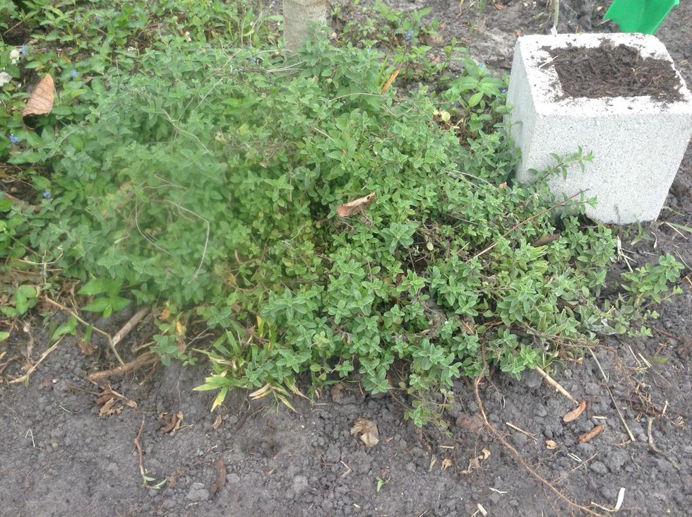 How to grow a massive bush of greek oregano - B+C Guides