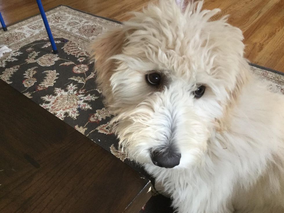 How to Get Your Dog to "Let Go"! - B+C Guides