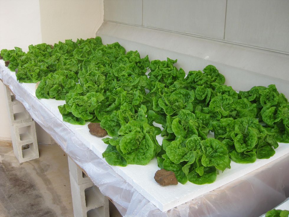 How to build a static hydroponics system - B+C Guides