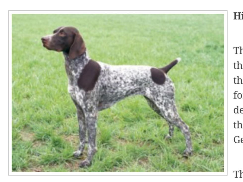 How to draw a german shorthair pointer - B+C Guides