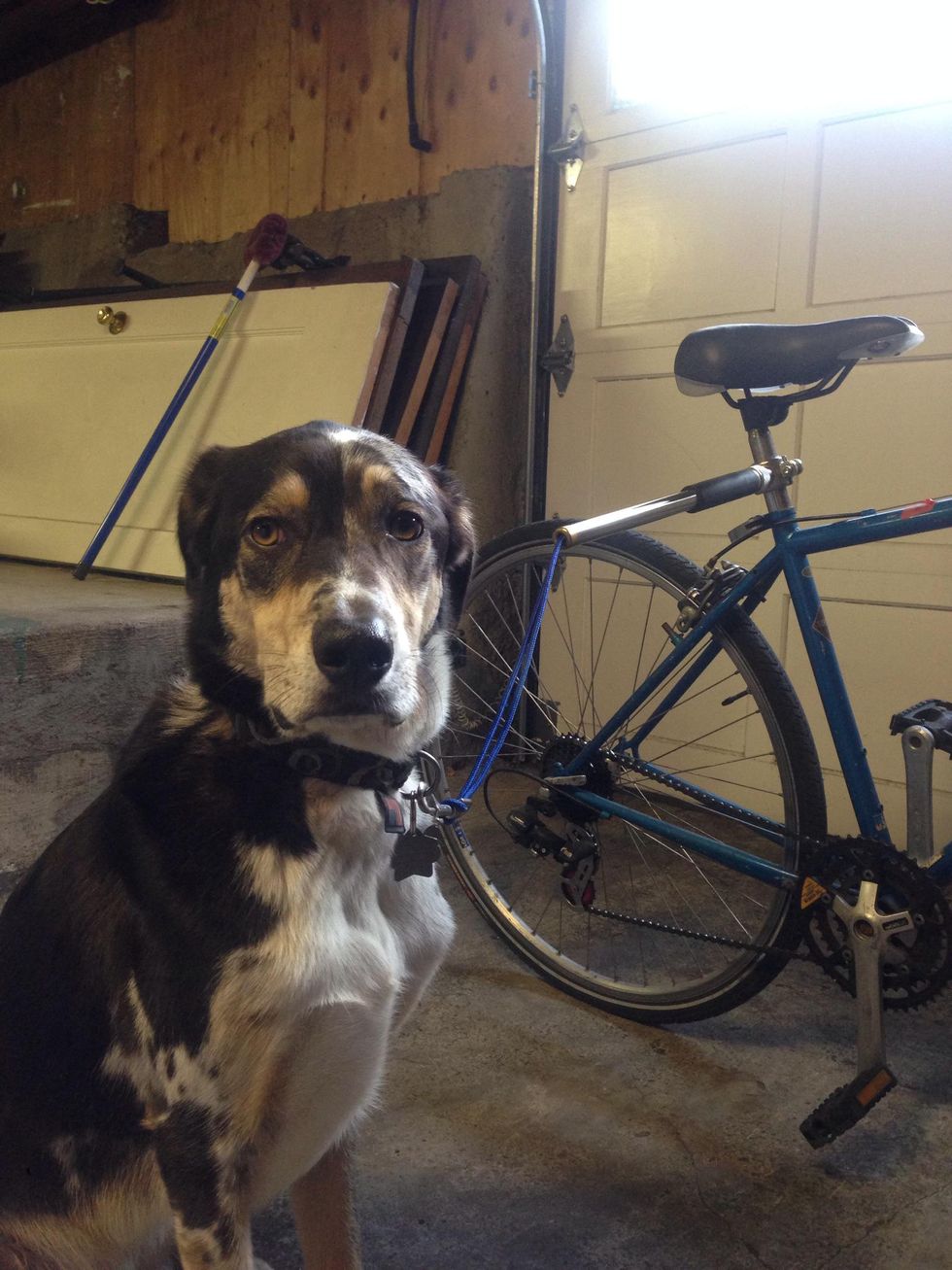 How to install the walky dog bike leash - B+C Guides