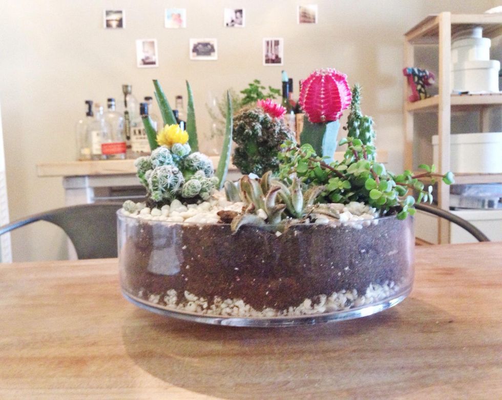 How to build an open air terrarium - B+C Guides