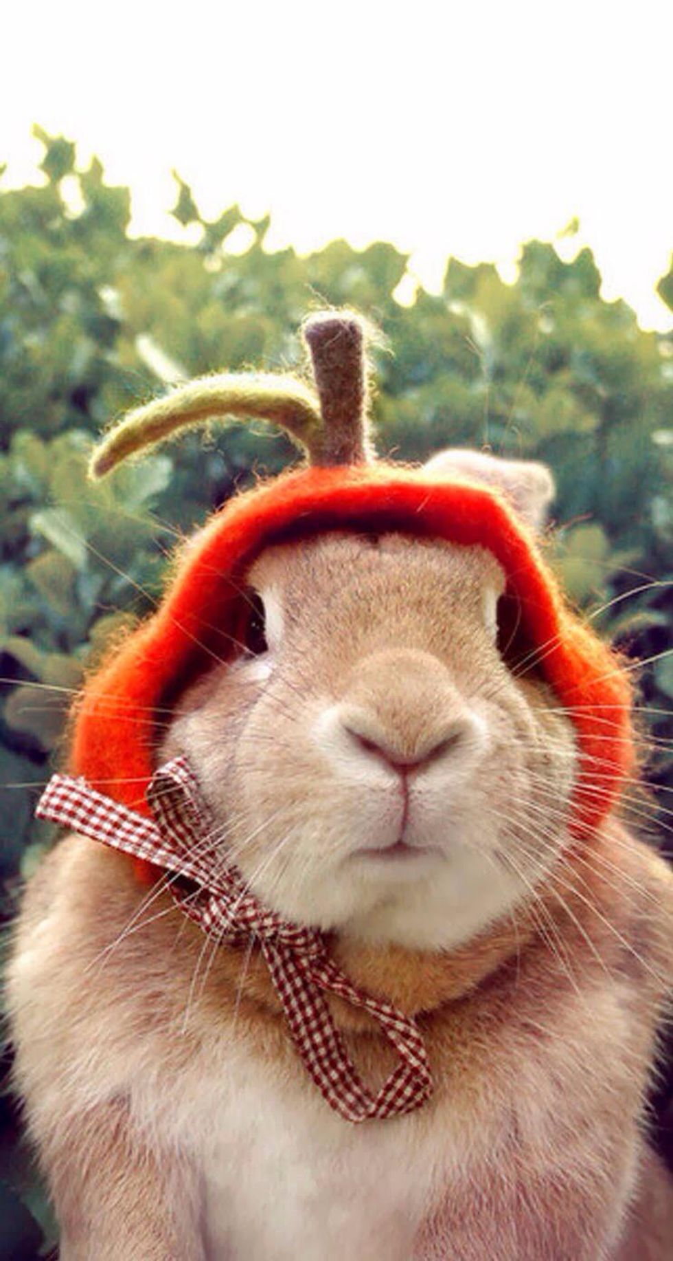 How to create deranged animals! - B+C Guides