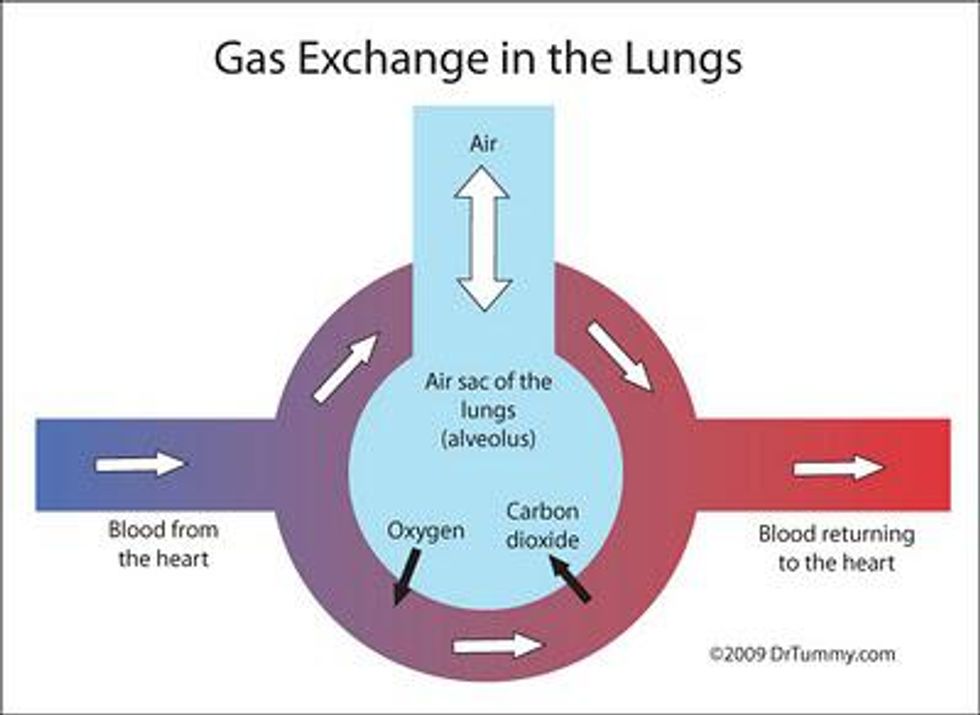 How to understand the acute responses to exercise - B+C Guides