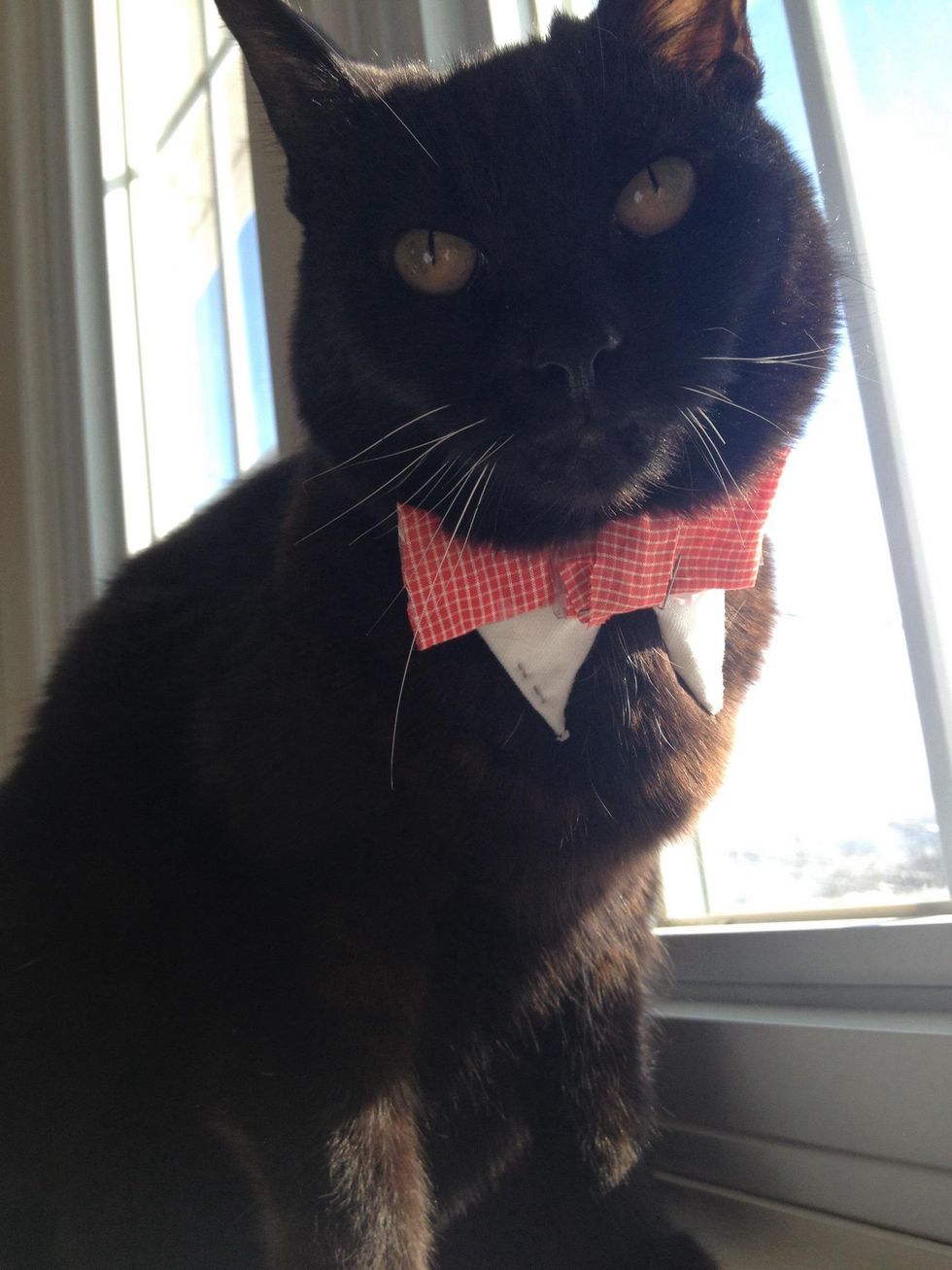 How to make a fancy cat bow tie - B+C Guides