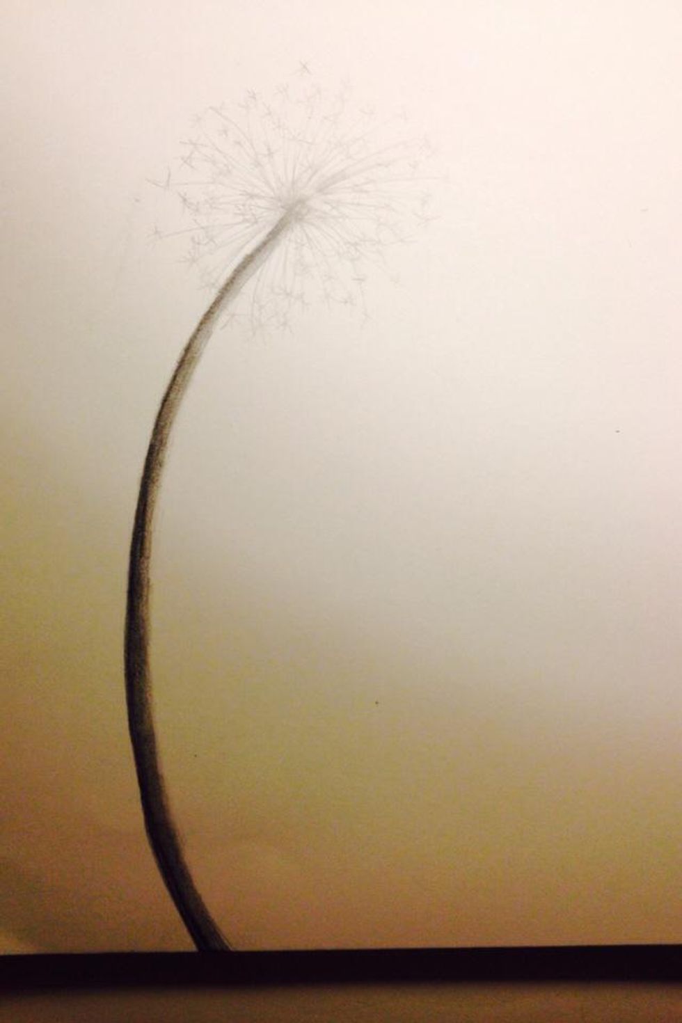 How to draw a dandelion - B+C Guides