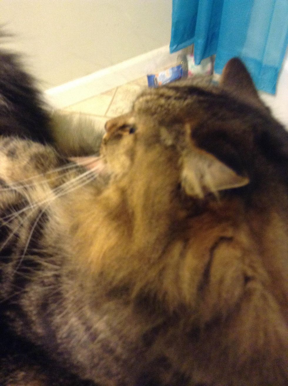 How to my cat - B+C Guides