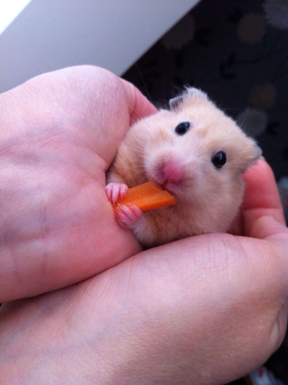 How to handle a hamster - B+C Guides