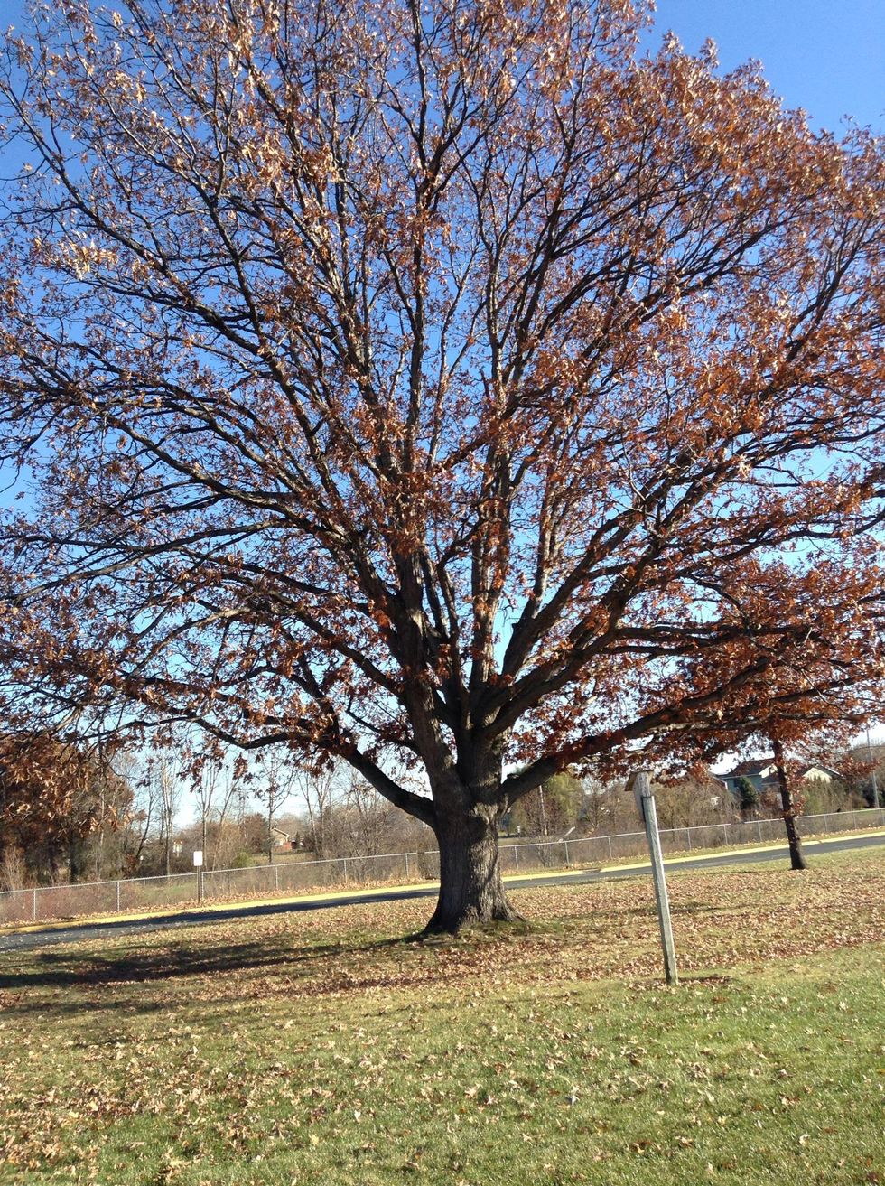 How to classify trees - B+C Guides