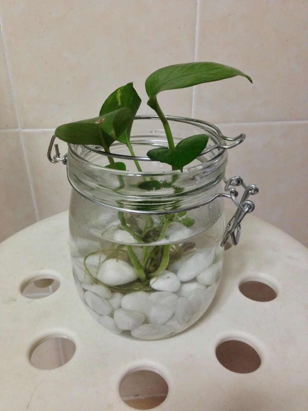 How to plant tree in a jar - B+C Guides