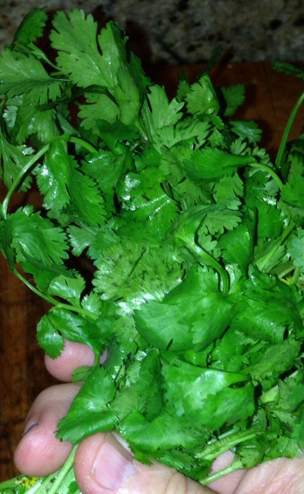 How to preserve cilantro for weeks - B+C Guides