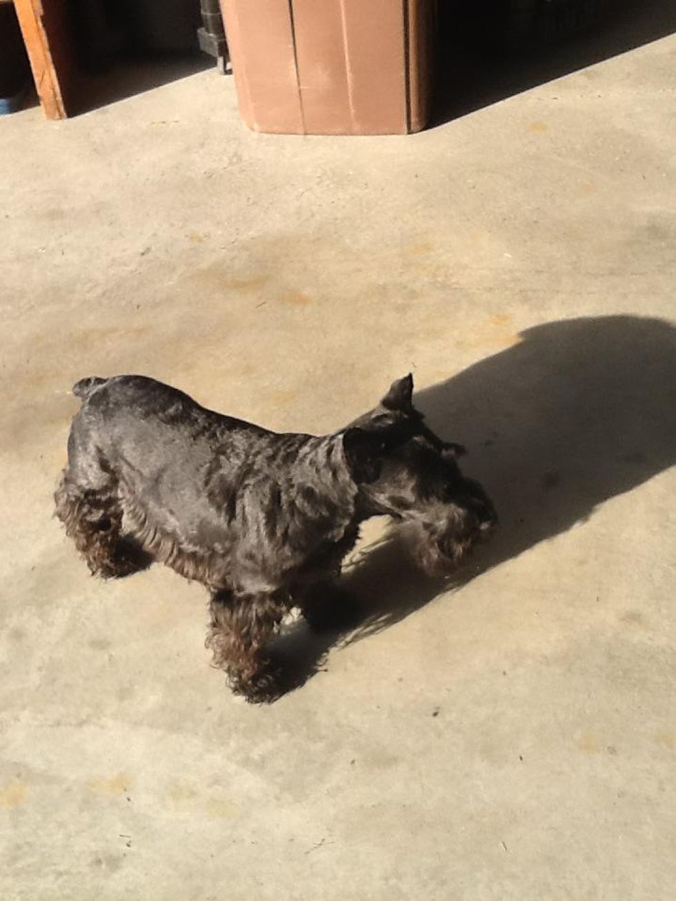 How to cut a dog - B+C Guides