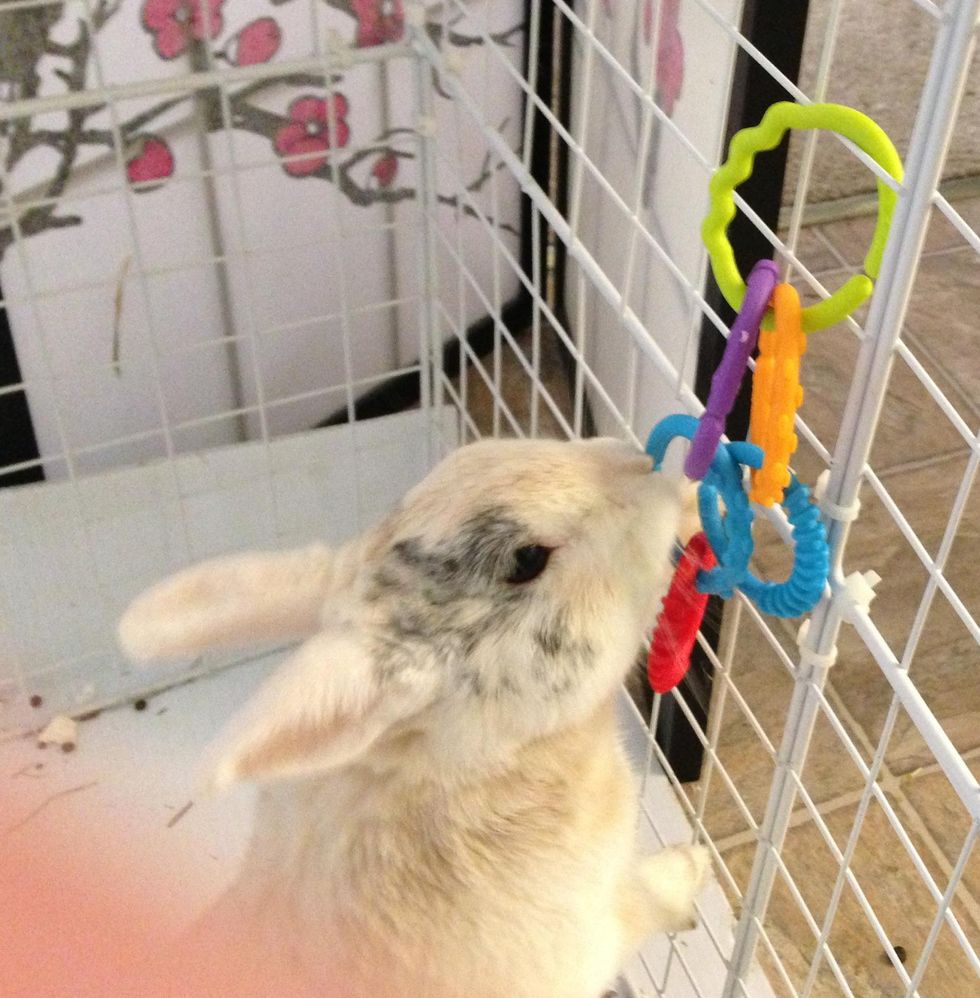 How to make homemade rabbit toys for when you are away - B+C Guides