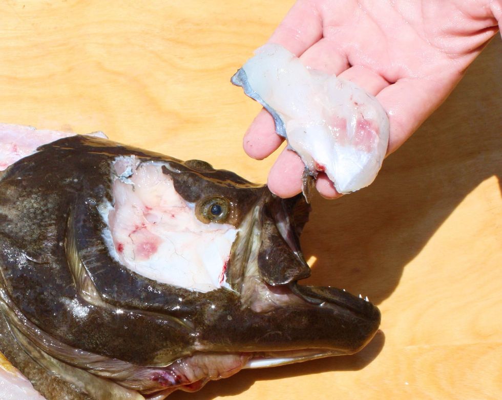 How to remove halibut cheeks - B+C Guides