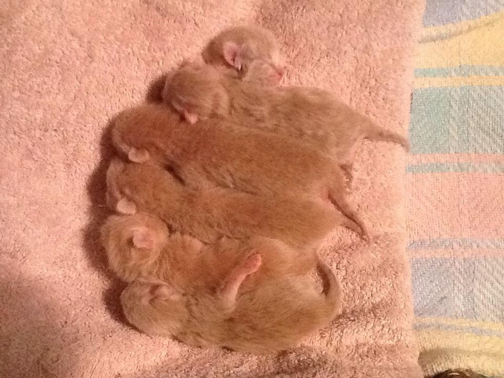 How to stages of baby kittens - B+C Guides