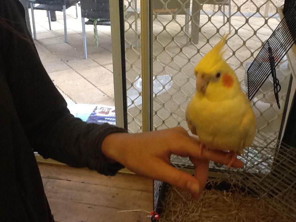 How to get a bird to finger perch - B+C Guides